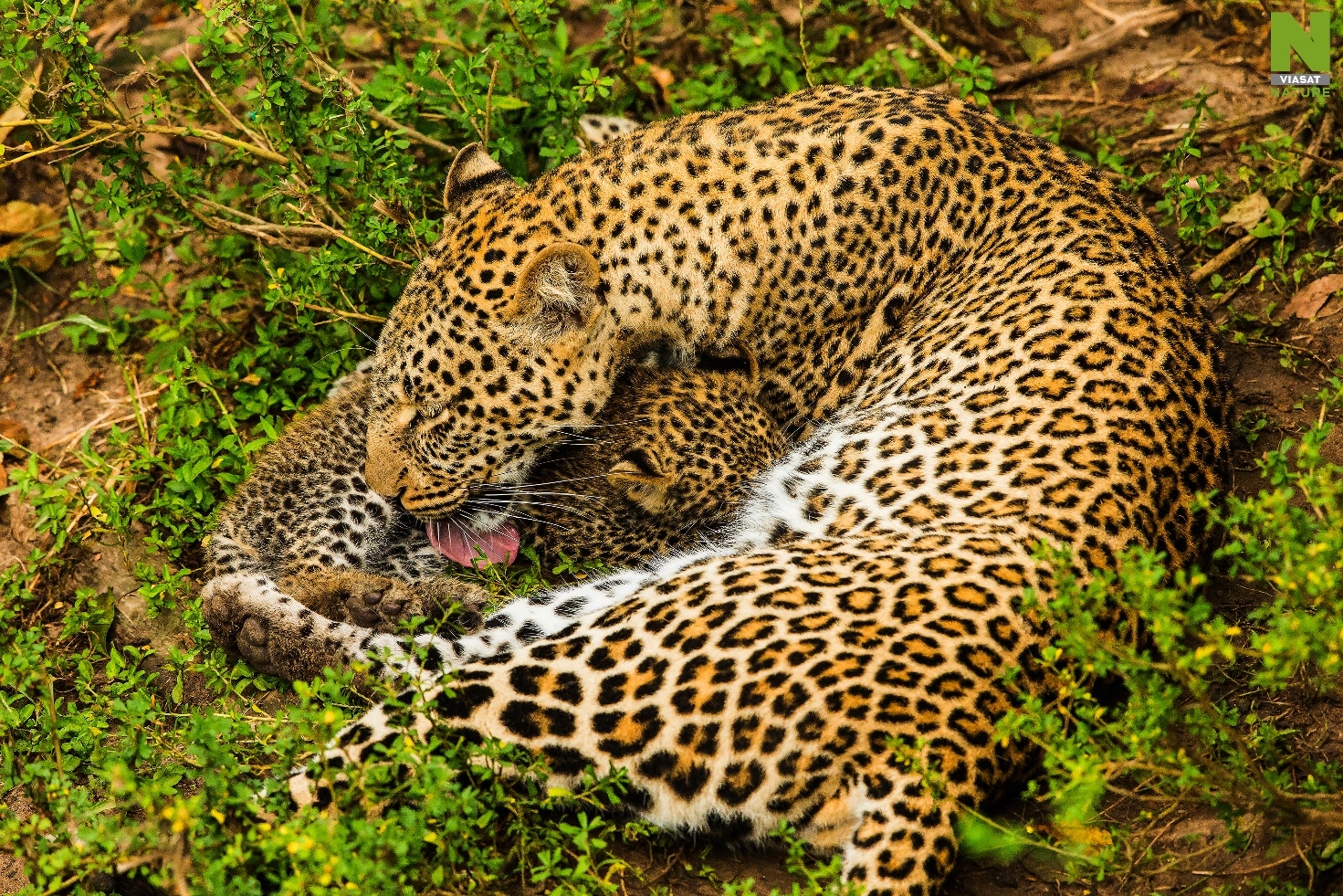 Přízrakem lesů Serengeti je královská leopardice - CINEMAHOUSE.cz